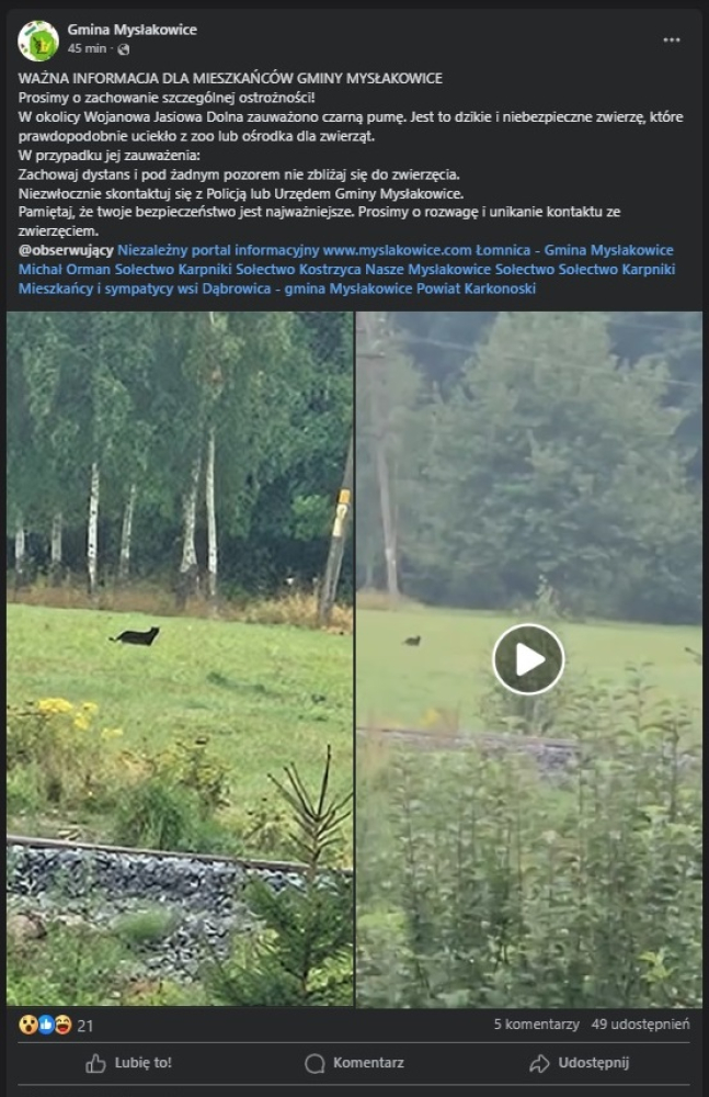Puma na Dolnym Śląsku?! Takie ostrzeżenie pojawiło się na profilu Gminy ...