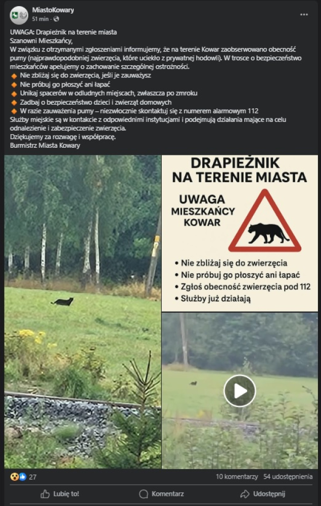 Puma na Dolnym Śląsku?! Takie ostrzeżenie pojawiło się na profilu Gminy ...