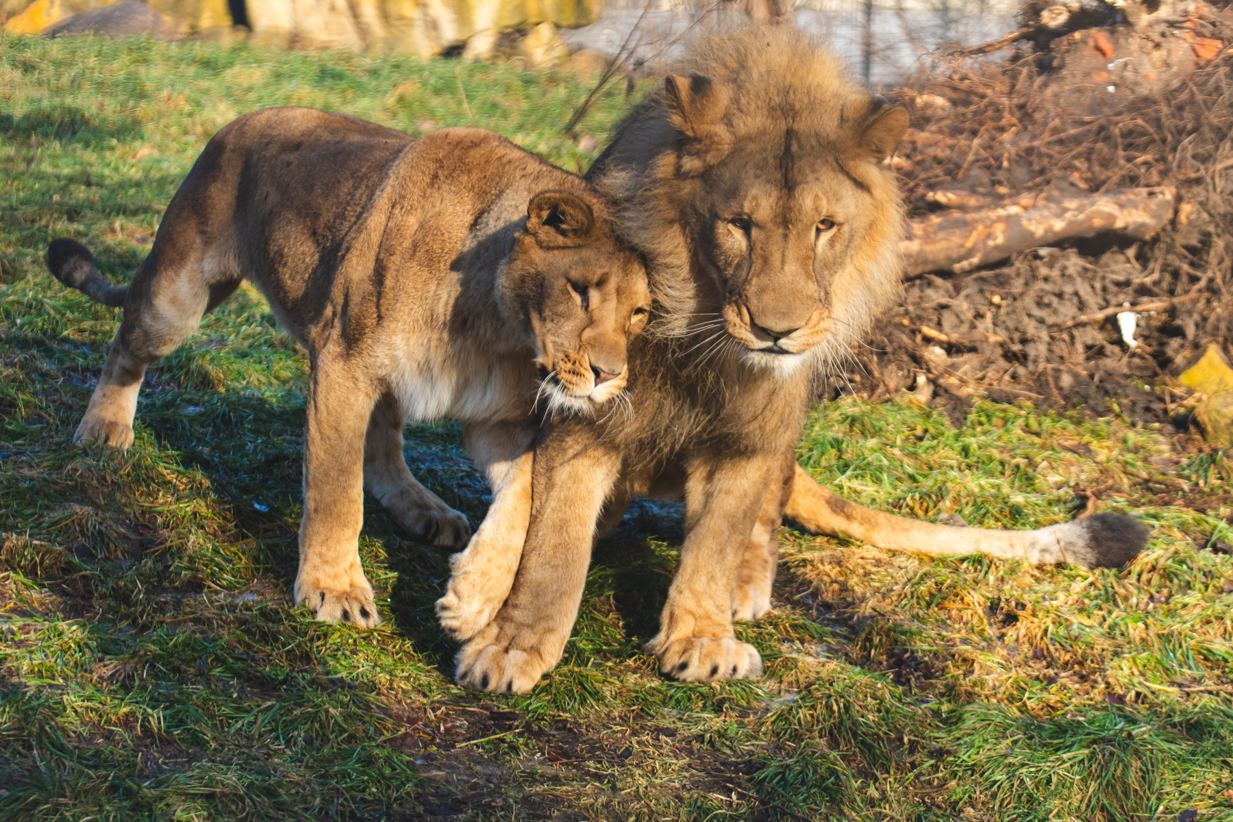 Lew story we wrocławskim zoo! Pół roku kocich zalotów przyniosło efekt ...
