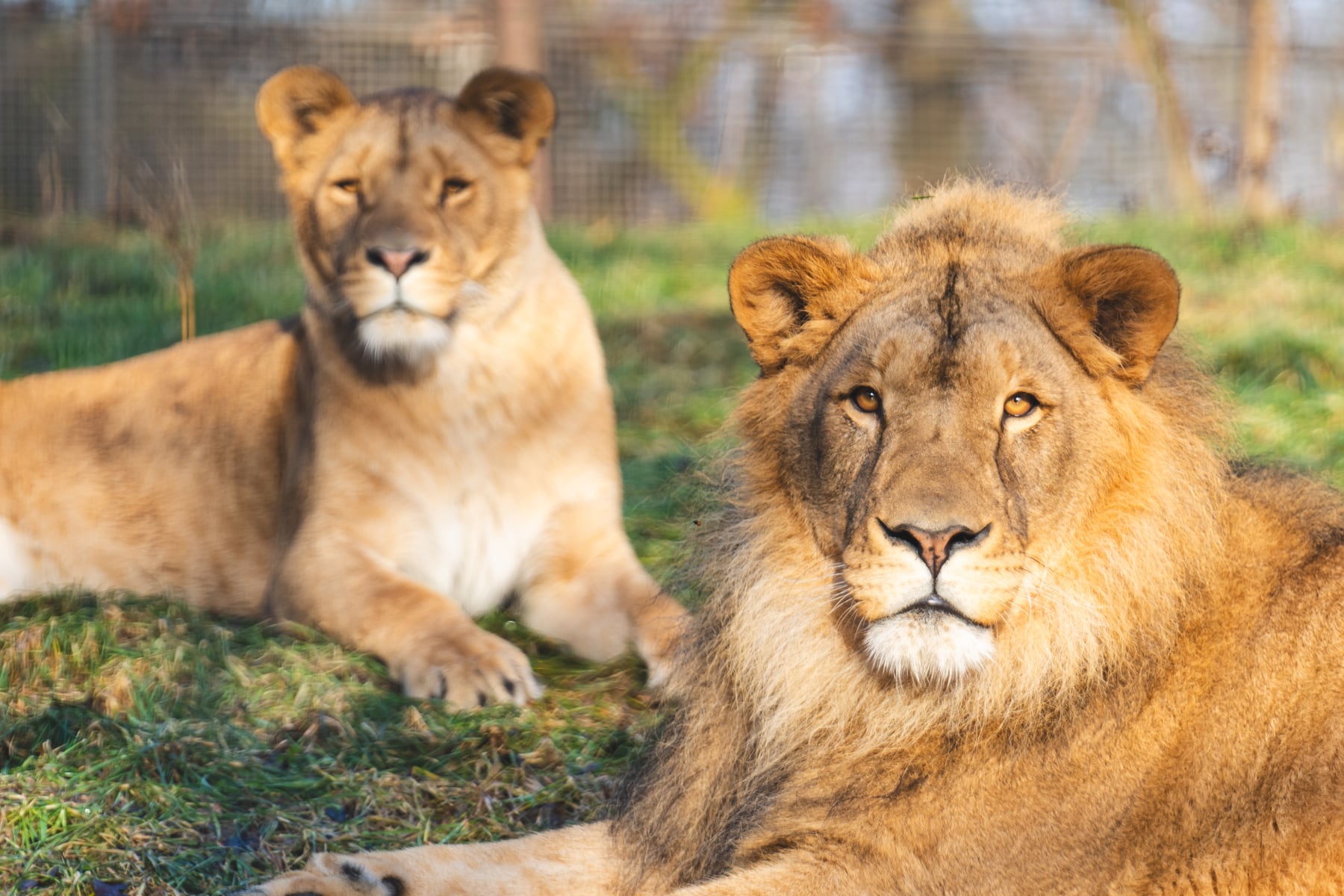 Lew story we wrocławskim zoo! Pół roku kocich zalotów przyniosło efekt ...
